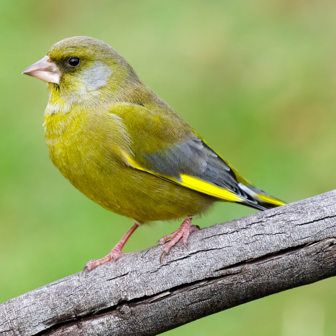 GREENFINCH (Chloris chloris) - songbird factfile